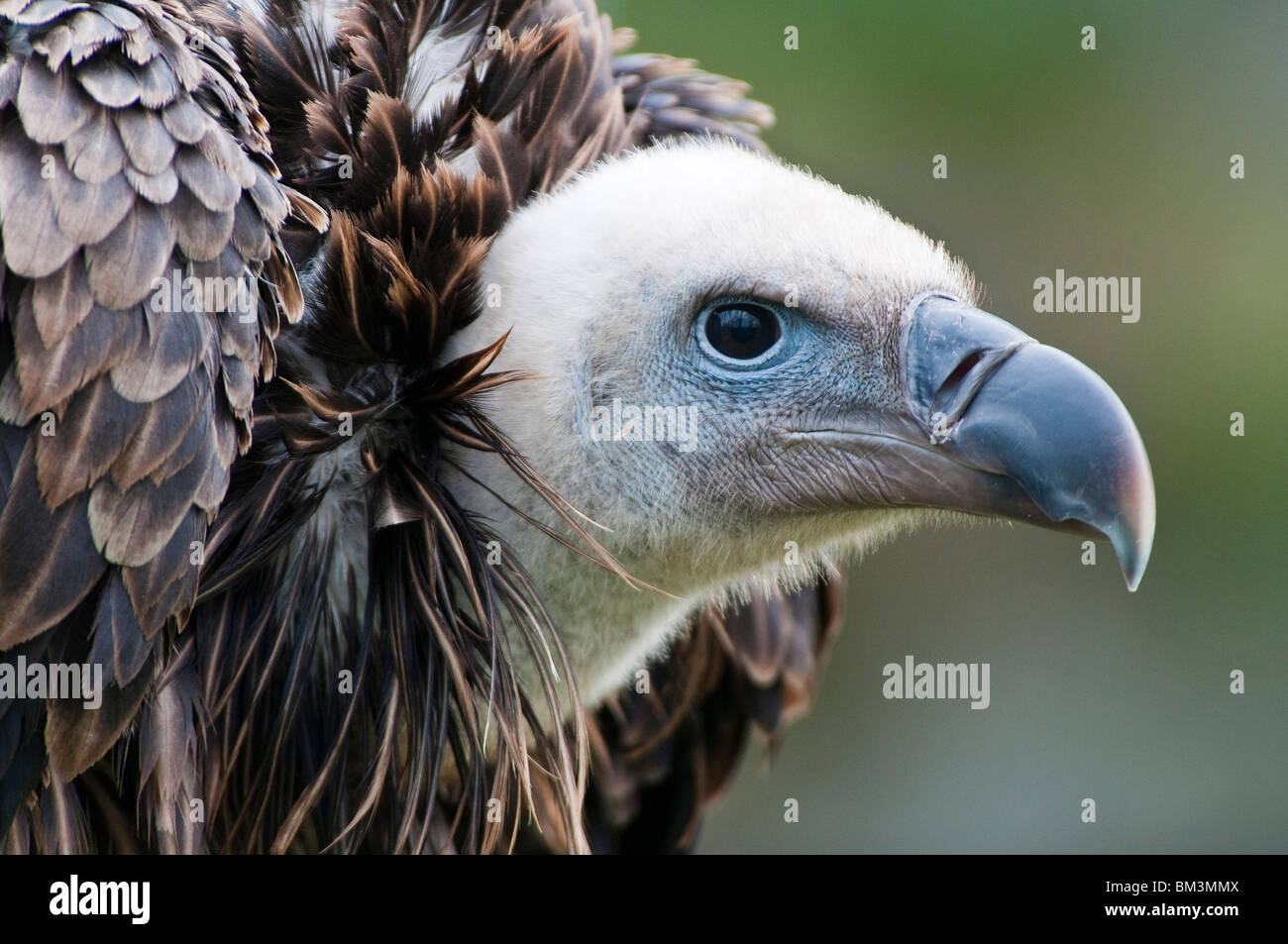 Griffon Vulture, Portrait, Gyps fulvus Stock Photo - Alamy