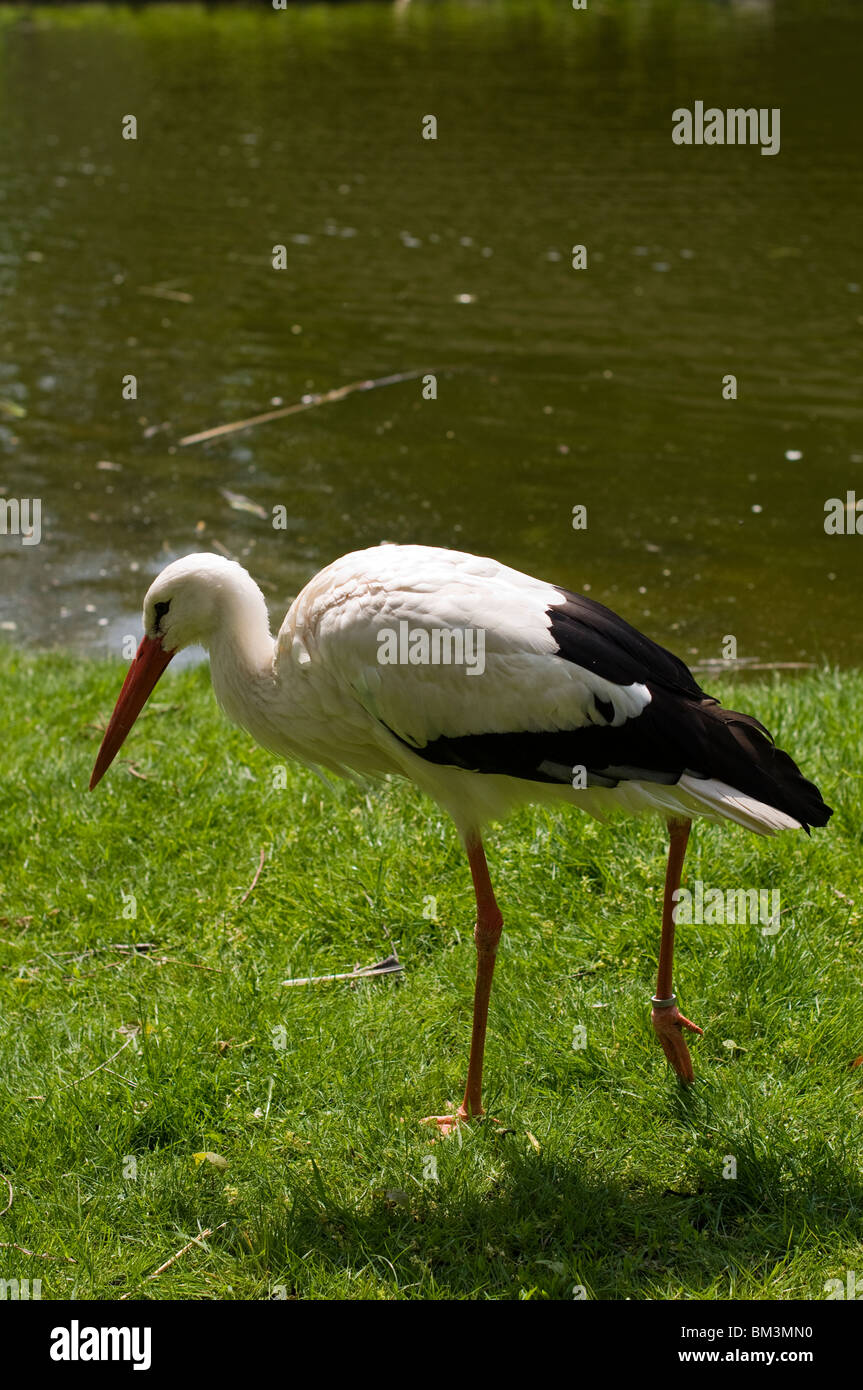 The white stork Stock Photo - Alamy