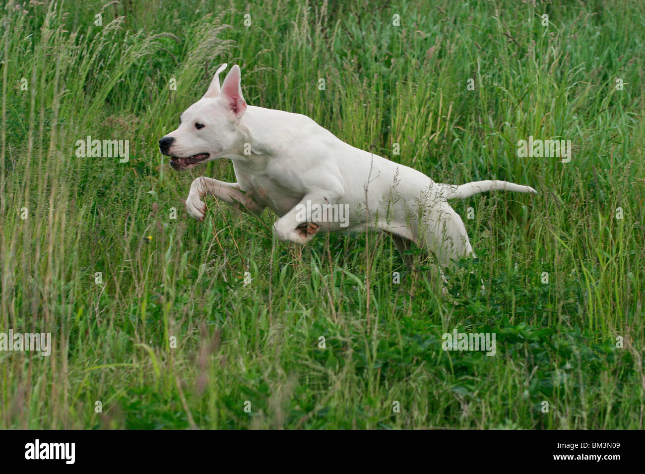 rennender Dogo Argentino / running Dogo Argentino Stock Photo - Alamy