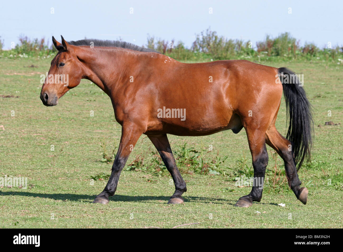Braunes pferd hi-res stock photography and images - Alamy