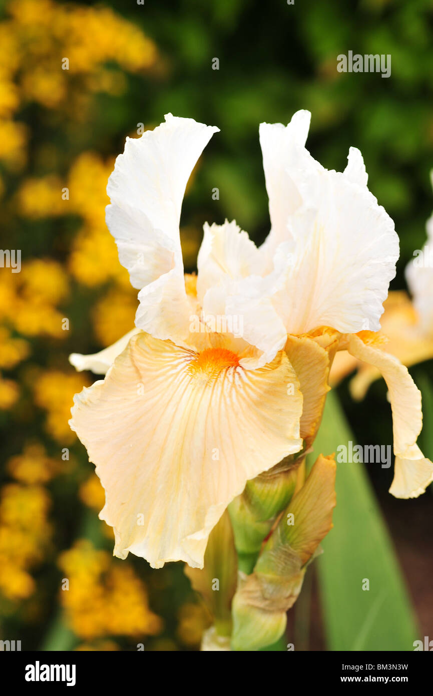 Iris JUNE SUNSET Stock Photo - Alamy