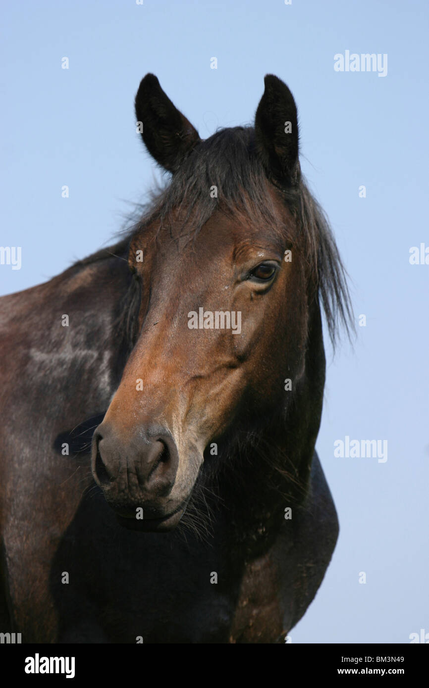 Männliches portrait hi-res stock photography and images - Alamy