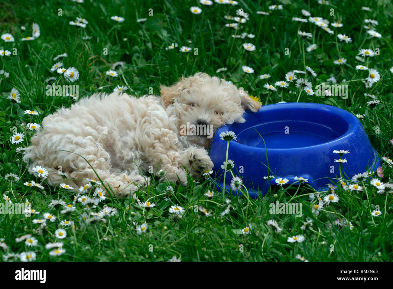 Bolonka Zwetna Welpe / Bolonka Zwetna Puppy Stock Photo - Alamy