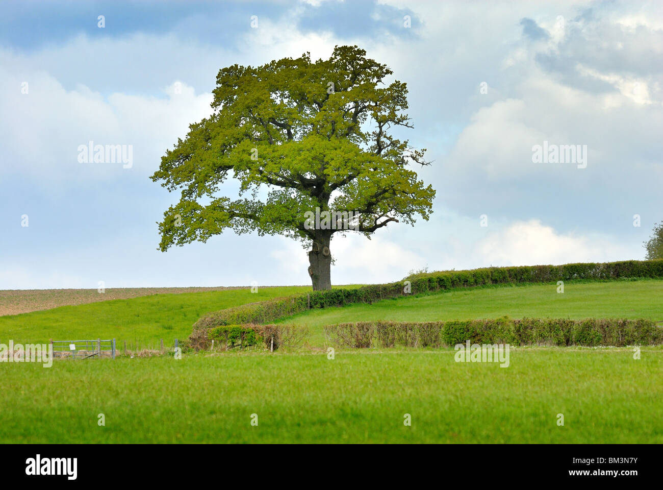 Oak tree field hi-res stock photography and images - Alamy