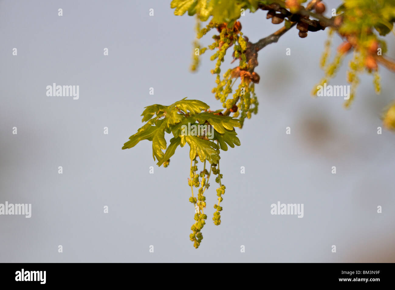 spring blossom of English oak tree Stock Photo - Alamy