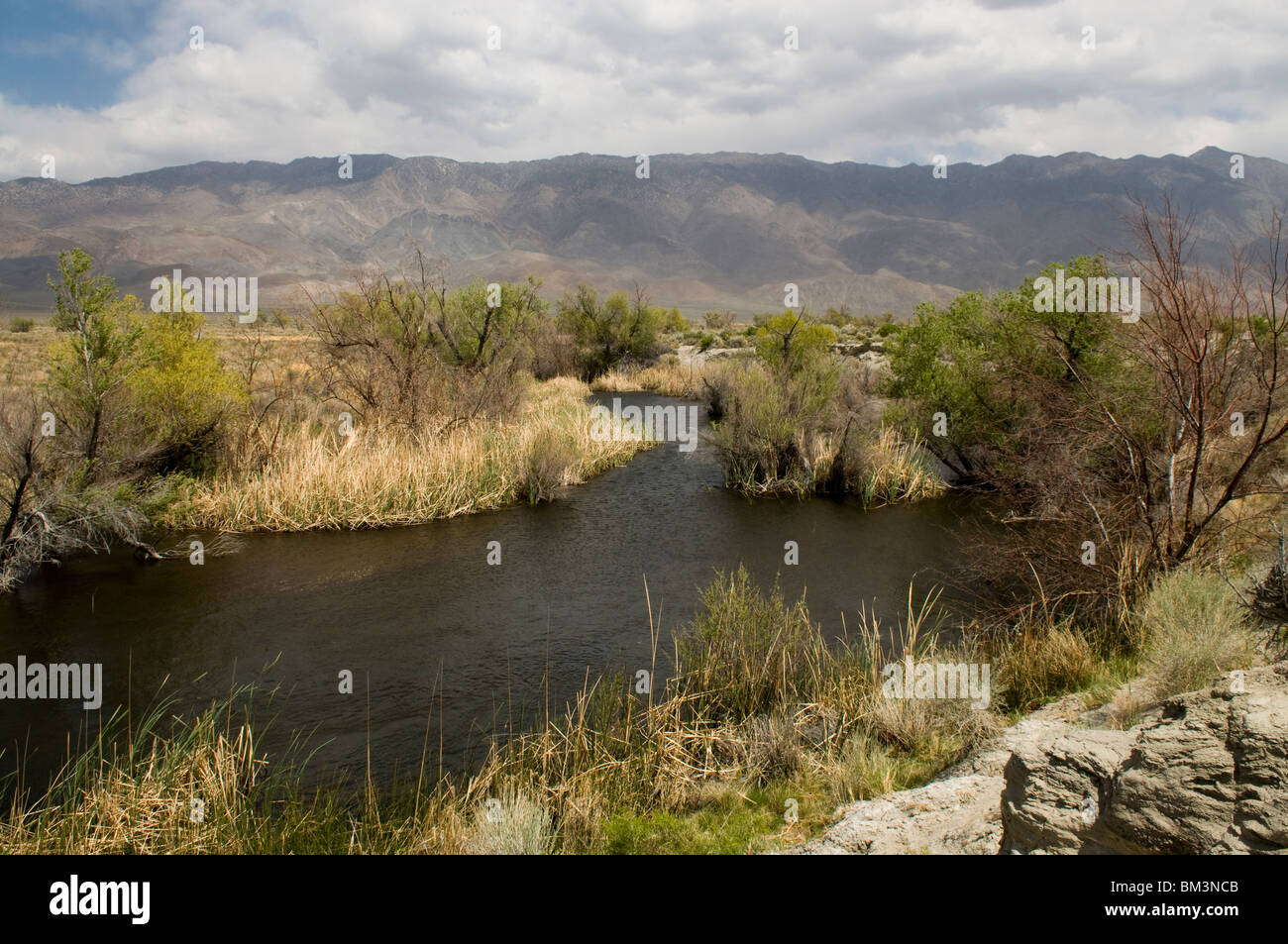 Lower Owens River section that was rewatered by the LADWP. Flows are at ...