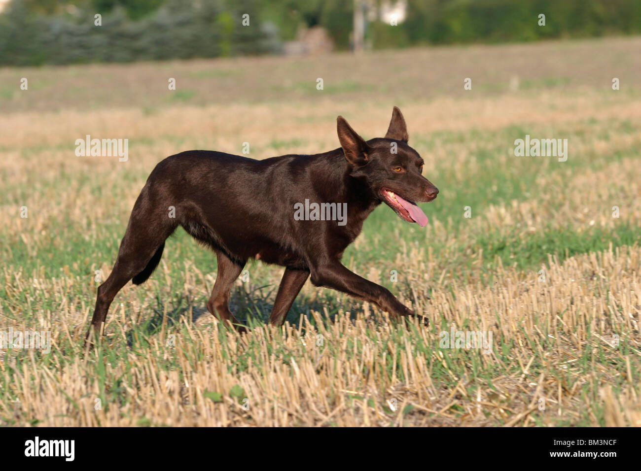 Red kelpie dog (run or running) hi-res stock photography and images - Alamy