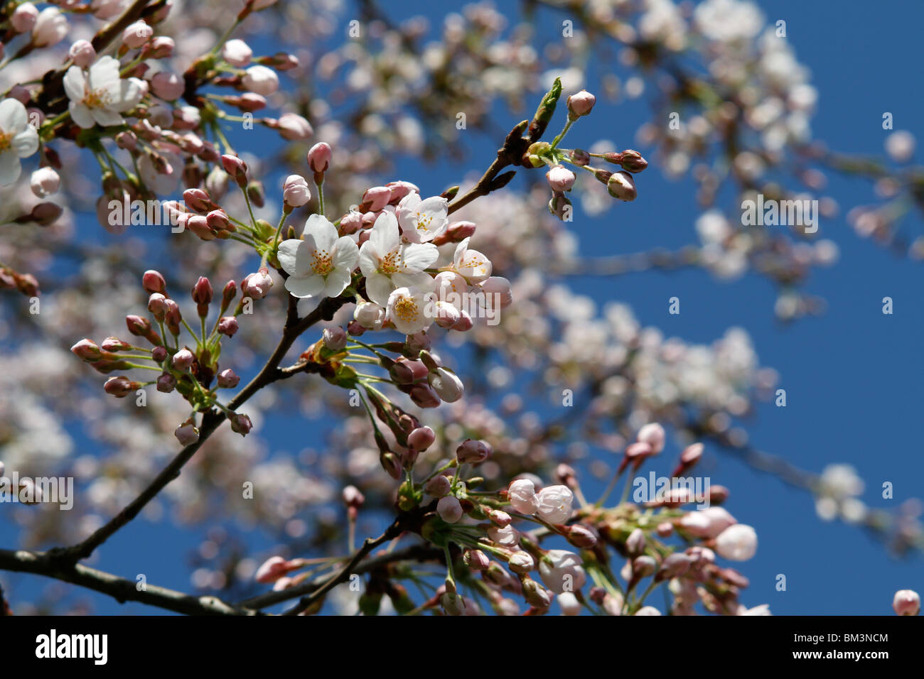 Blossoms showing the start of spring. Short DOF Stock Photo - Alamy