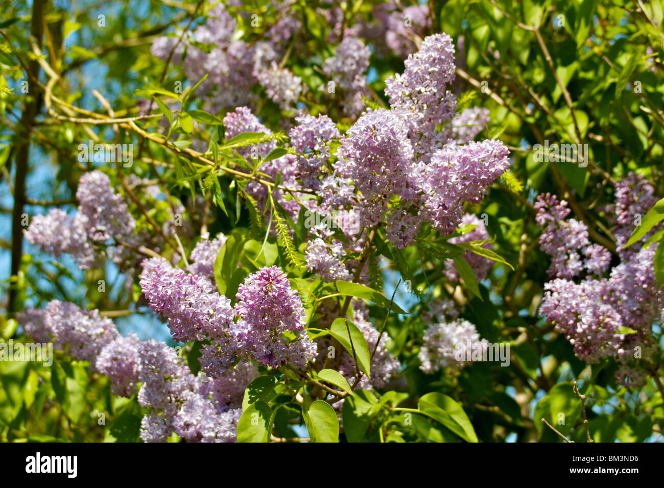 purple flowers of lilac tree Stock Photo - Alamy