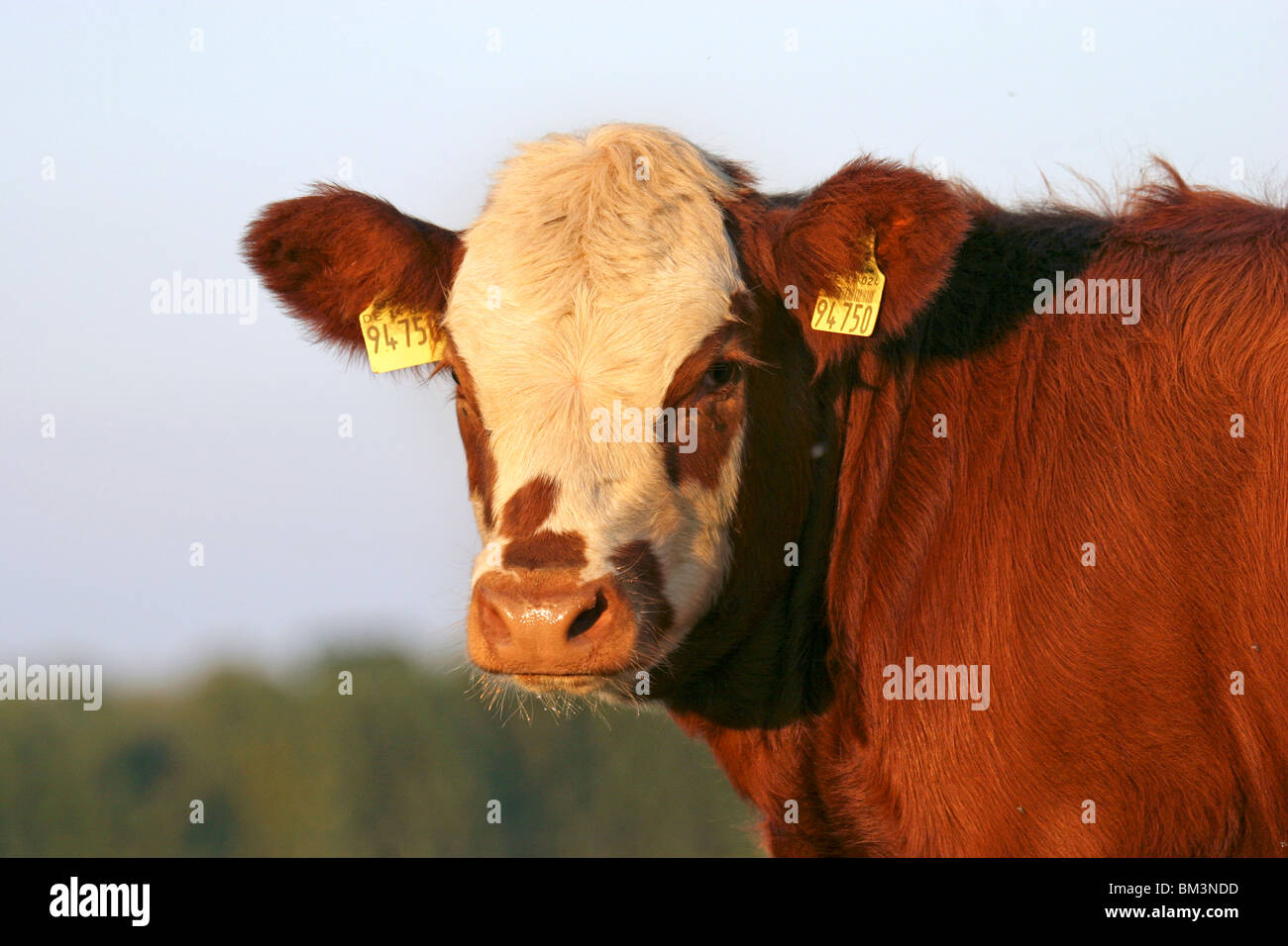 Rind / Cow Portrait Stock Photo - Alamy