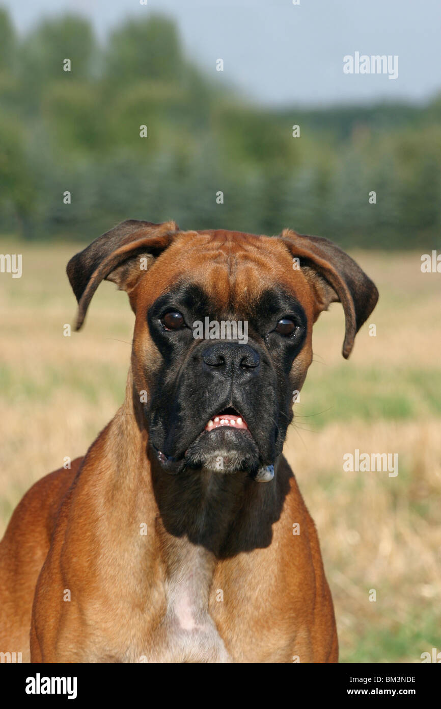 Deutscher boxer female hi-res stock photography and images - Alamy