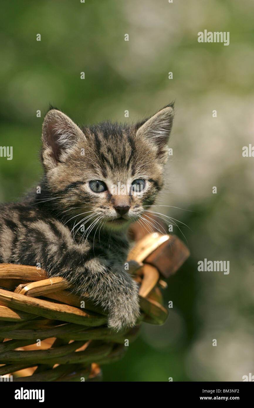 junges Kätzchen / young kitten Stock Photo - Alamy