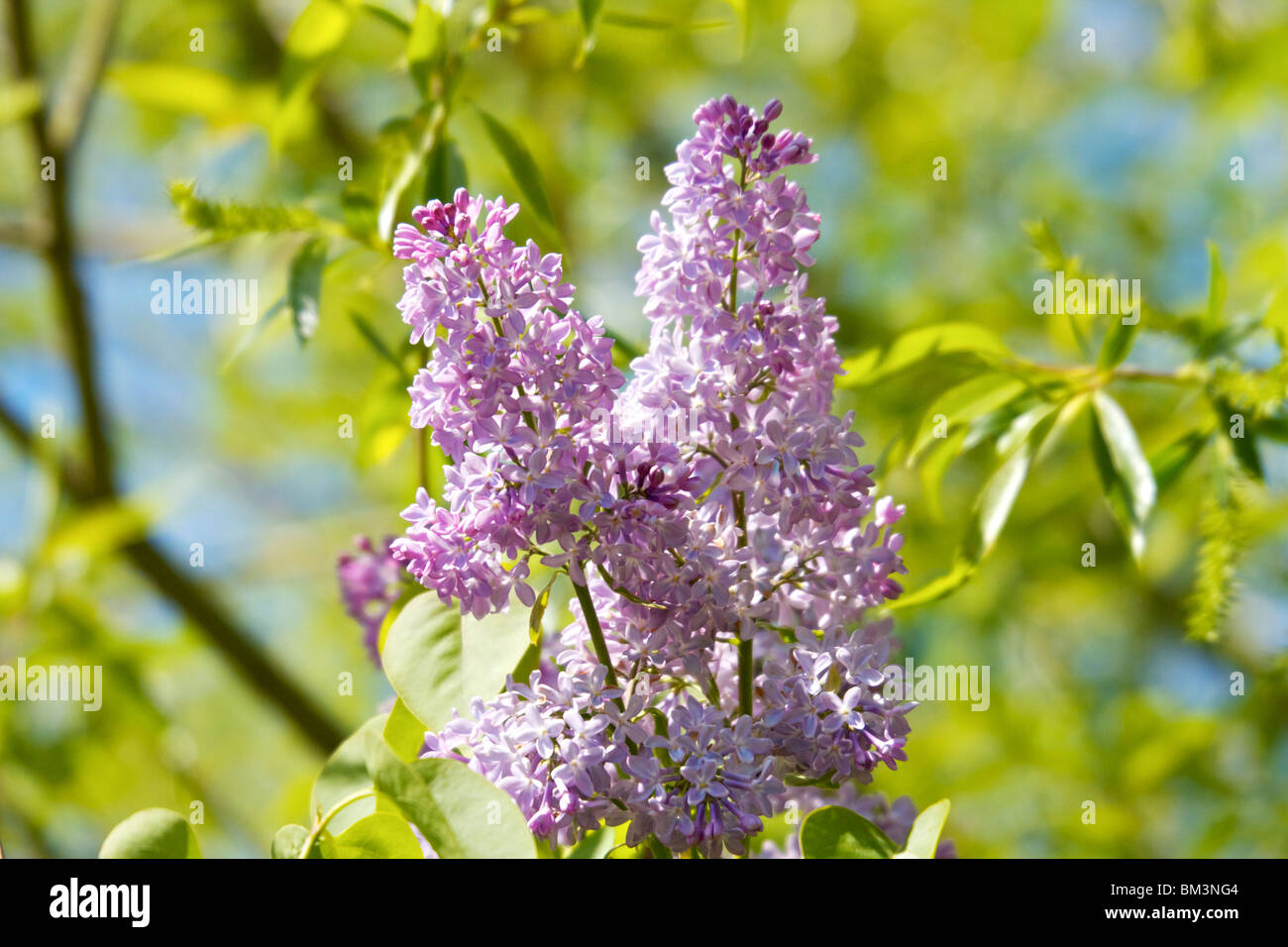 purple flowers of lilac tree Stock Photo - Alamy
