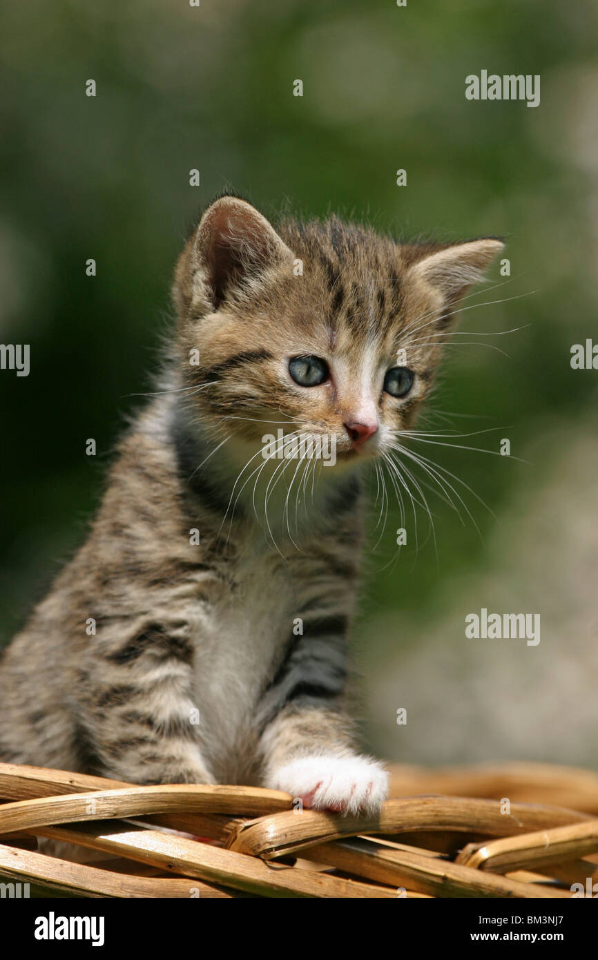 junges Kätzchen / young kitten Stock Photo - Alamy