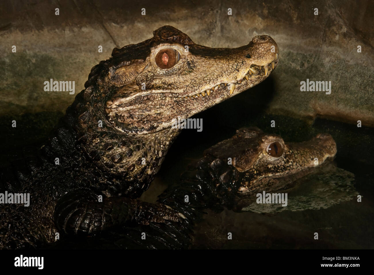 Dwarf caiman hi-res stock photography and images - Alamy