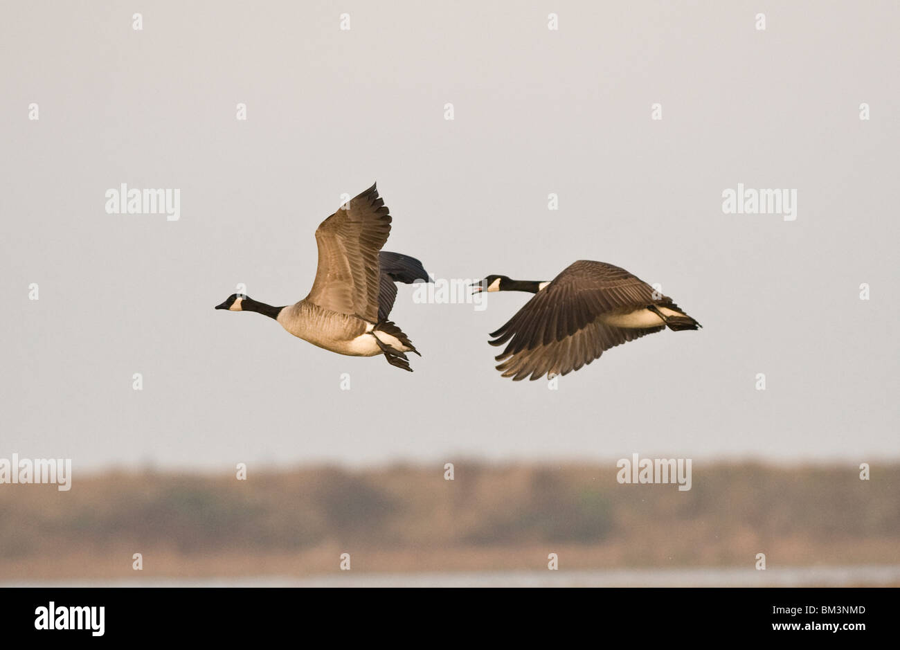 Marsh geese hi-res stock photography and images - Alamy