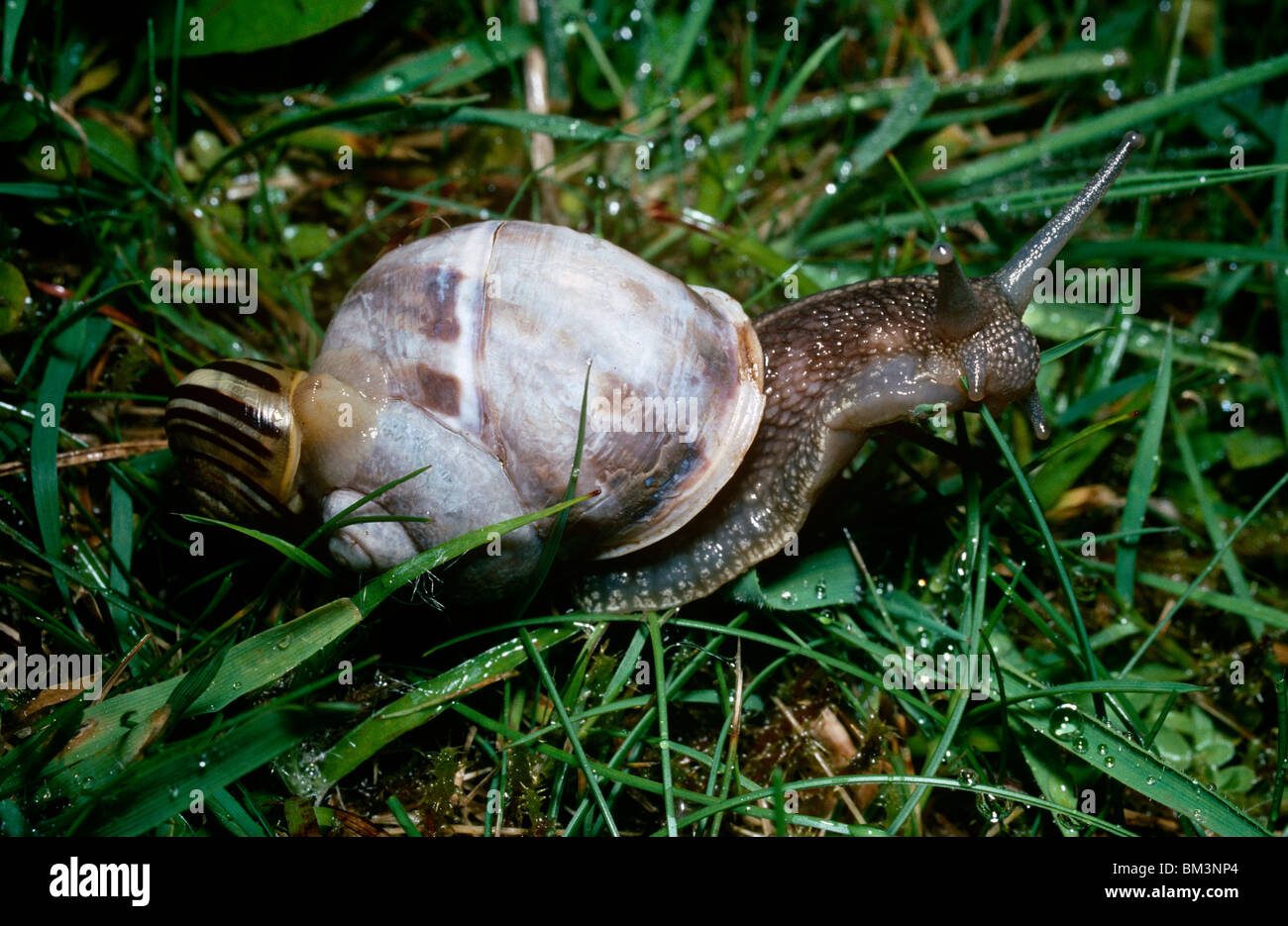 White lipped hedge snail hi-res stock photography and images - Alamy