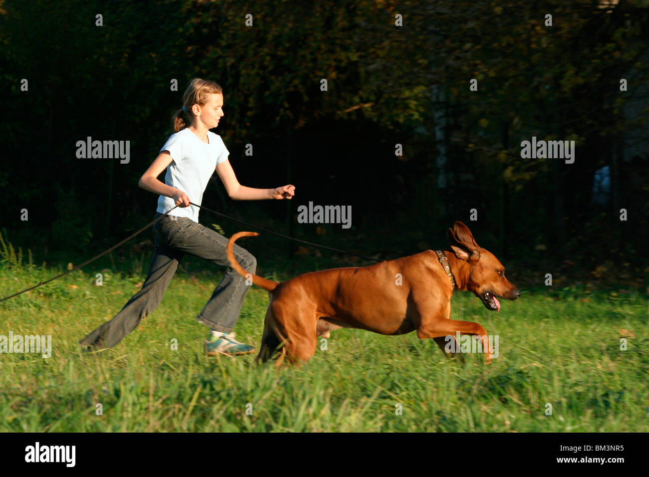 Mädchen mit Rhodesian Ridgeback / girl with Rhodesian Ridgeback Stock ...