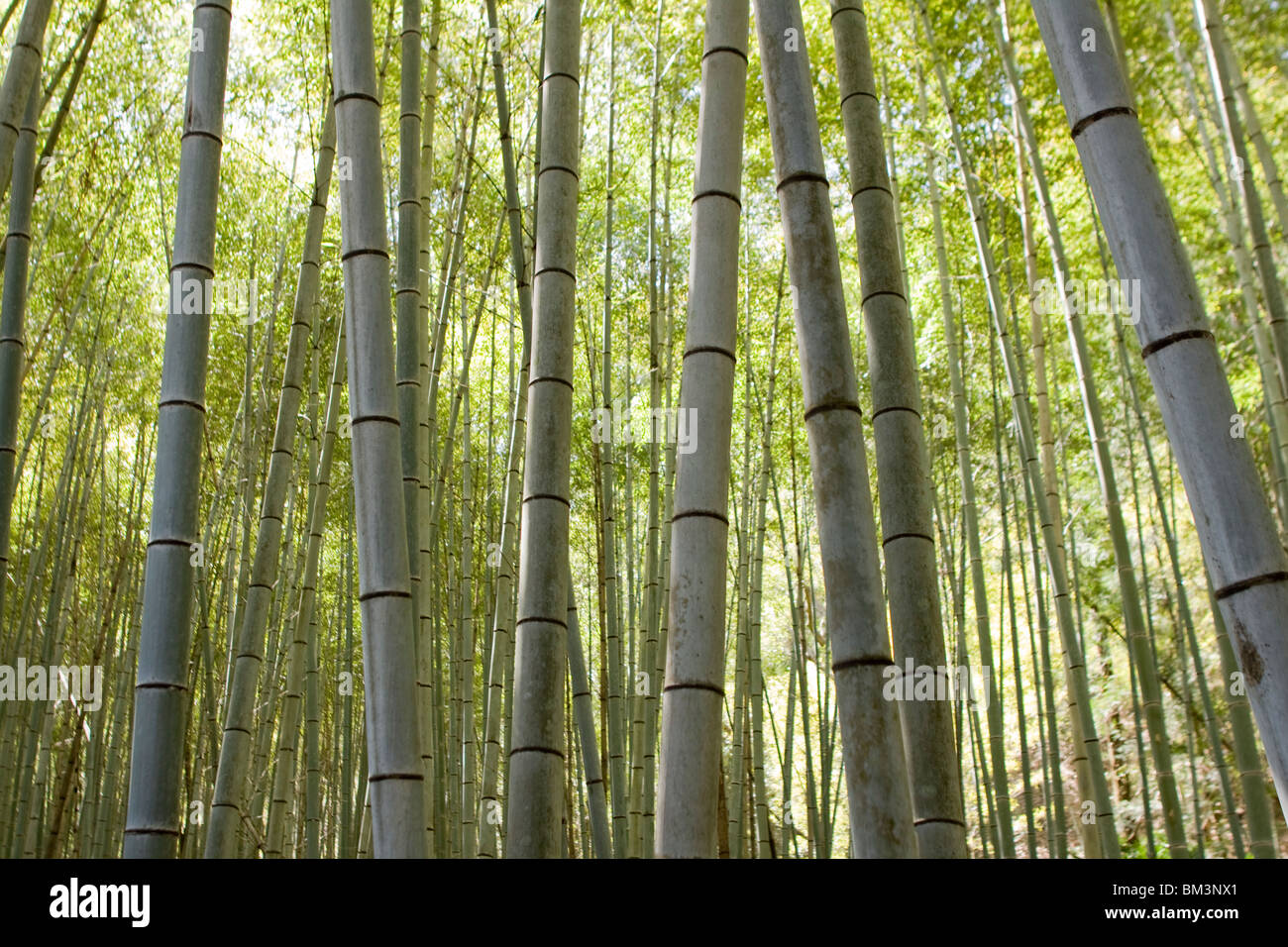Bamboo grove hi-res stock photography and images - Alamy