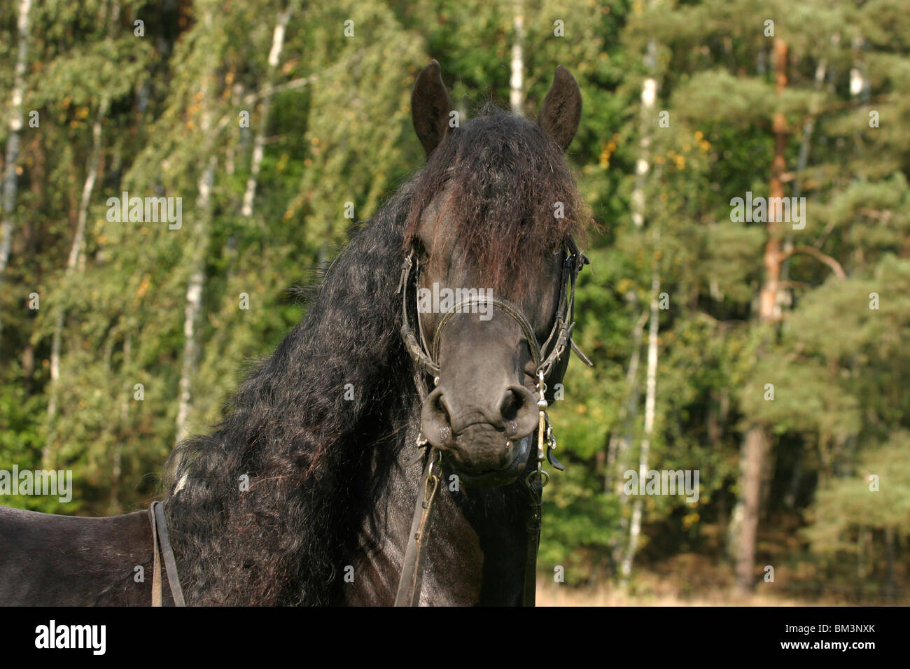 Friese im Portrait / friesian portrait Stock Photo - Alamy