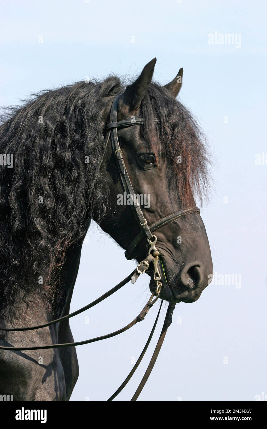 Friese im portrait friesian horse hi-res stock photography and images ...
