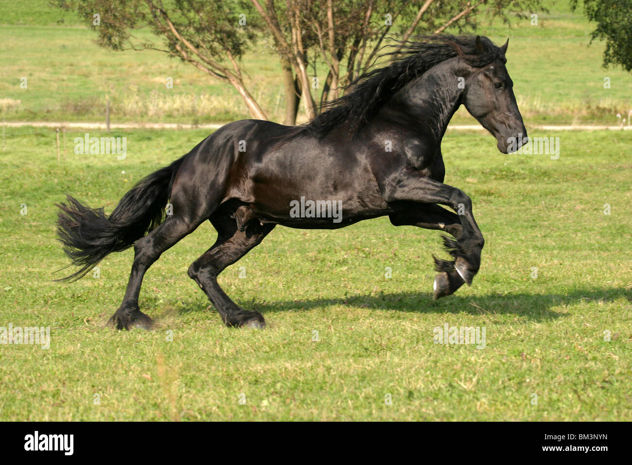 rennender friese / running friesian Stock Photo - Alamy