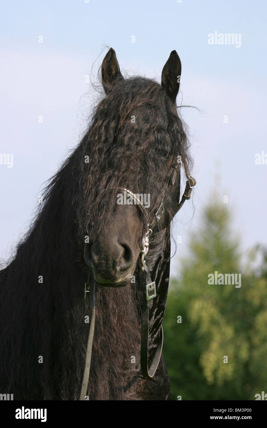 Friese im portrait friesian horse hi-res stock photography and images ...