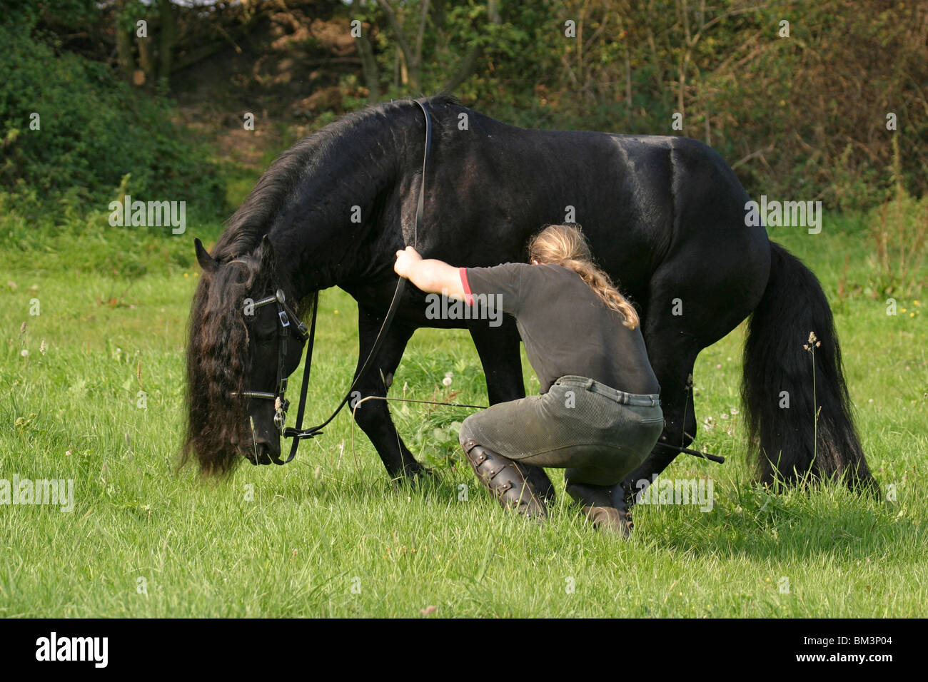 Friesian horse dressage hi-res stock photography and images - Alamy