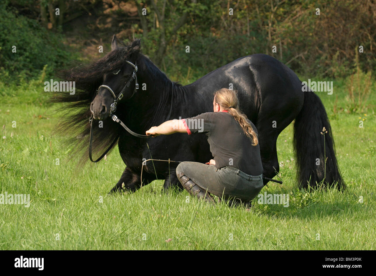 Friese / Friesian Stock Photo - Alamy