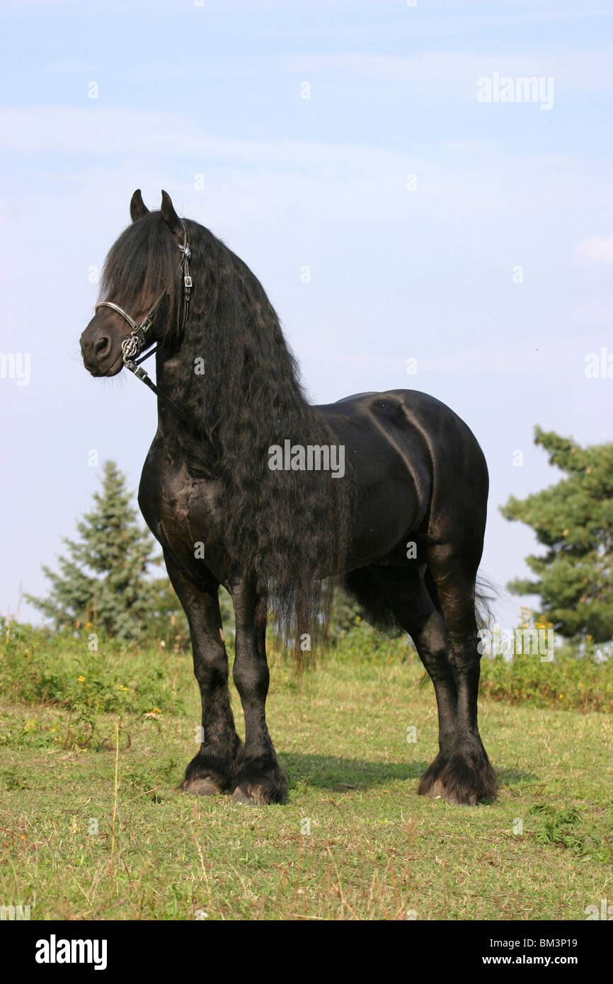 stehender Friese / standing friesian Stock Photo - Alamy