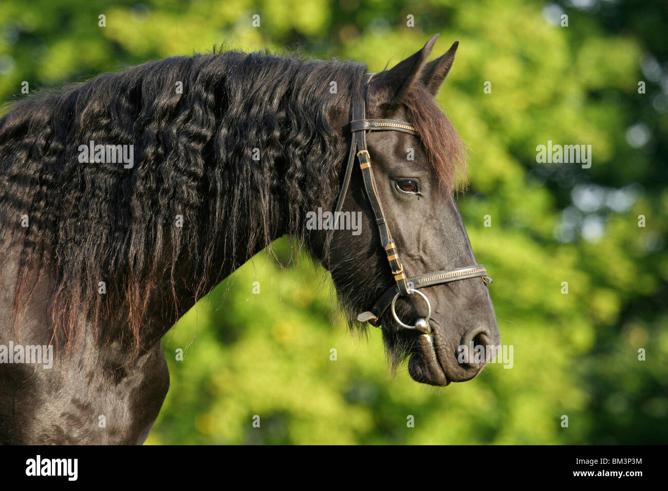 Friese im Profil / friesian Profil Stock Photo - Alamy