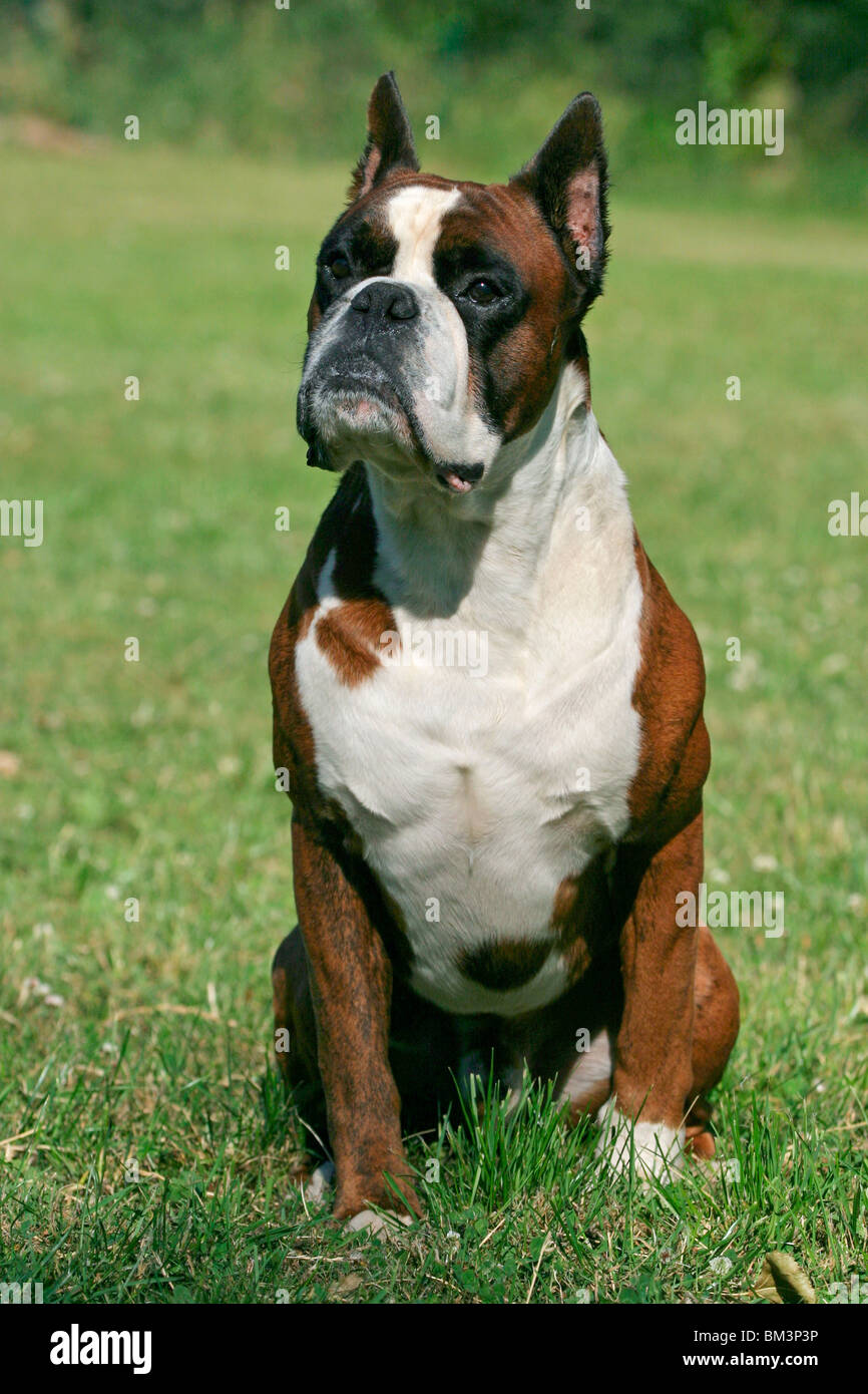 im Gras sitzender Boxer / sitting Boxer Stock Photo - Alamy