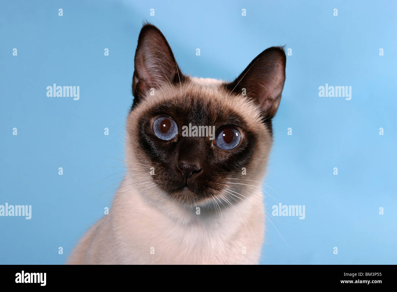 Thaikatze Portrait / cat portrait Stock Photo - Alamy