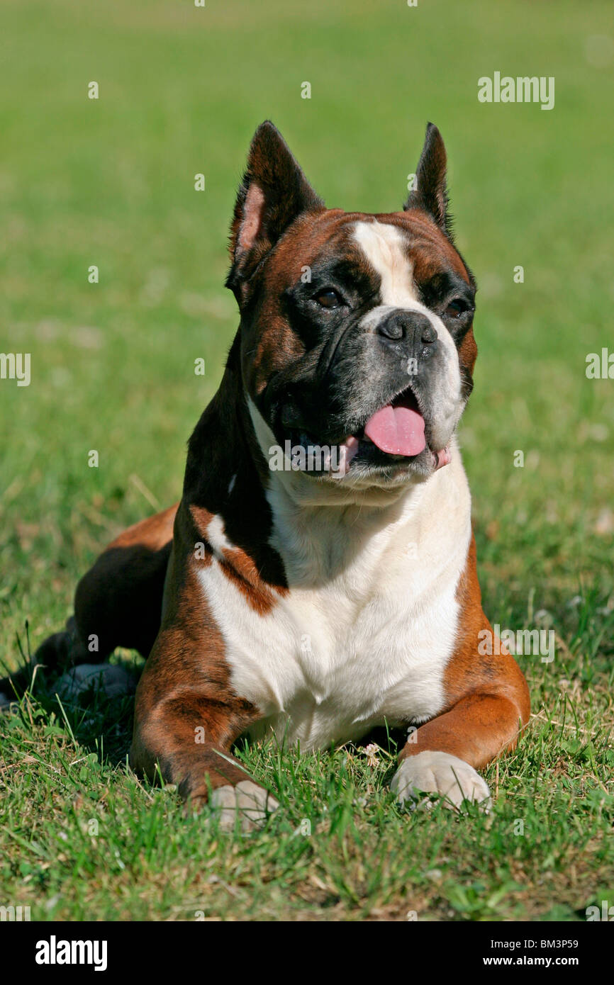 Gras ohr hi-res stock photography and images - Alamy