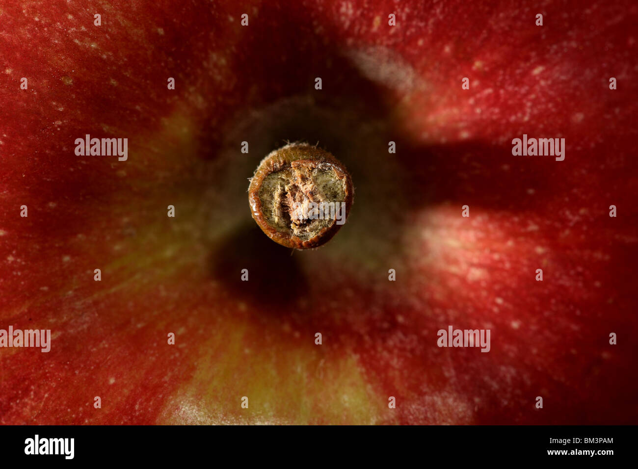 Apple stalk hi-res stock photography and images - Alamy