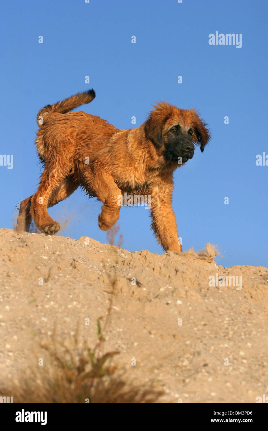 Leonberger hund hi-res stock photography and images - Alamy