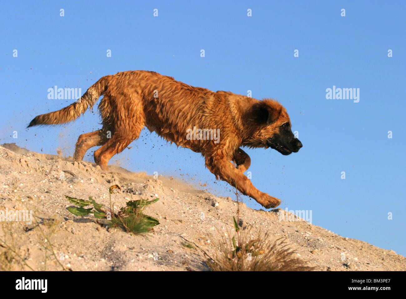 Leonberger hund hi-res stock photography and images - Alamy