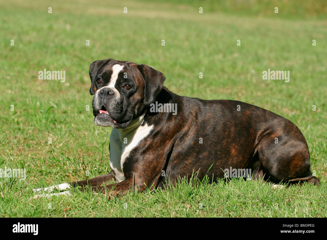 Deutscher boxer hi-res stock photography and images - Alamy