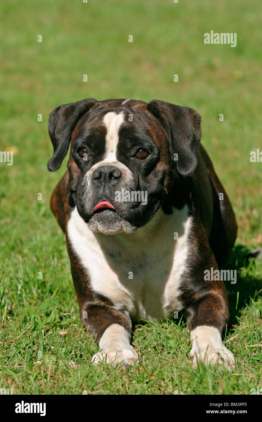 Boxer hund dog hi-res stock photography and images - Alamy