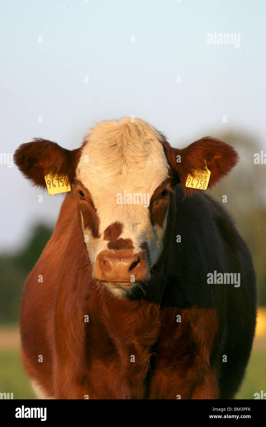 Rind / Cow Portrait Stock Photo - Alamy