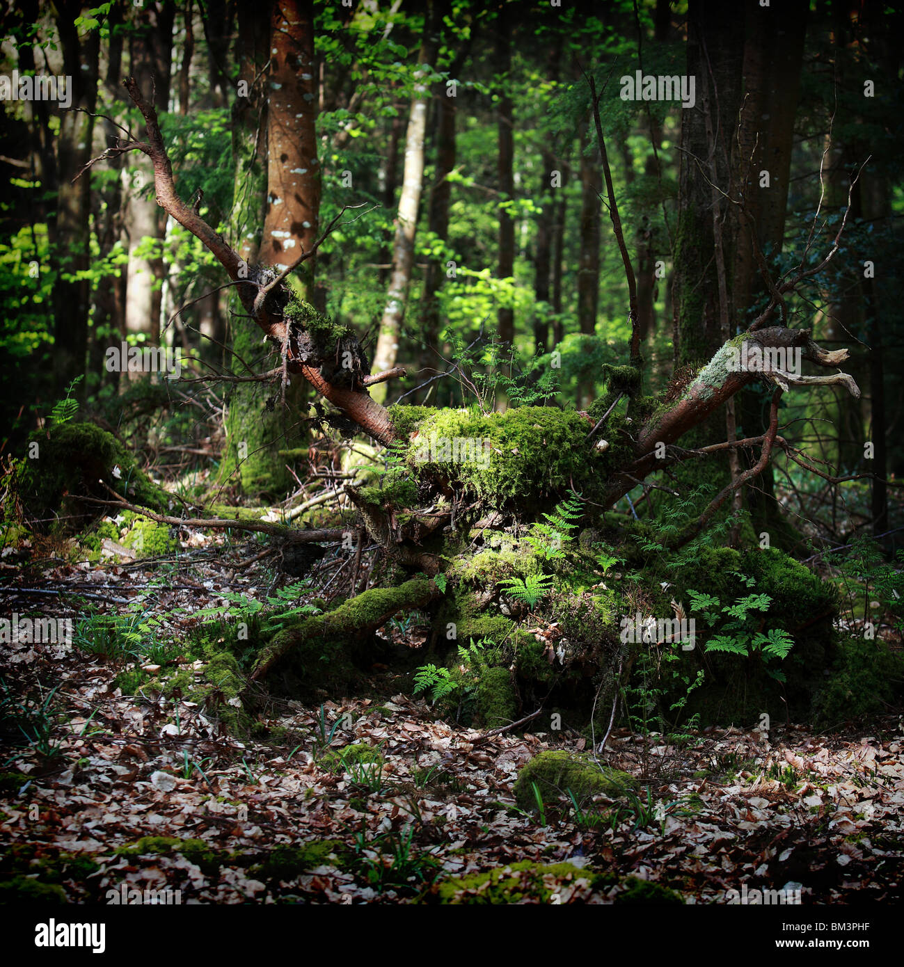 Upturned tree roots hi-res stock photography and images - Alamy