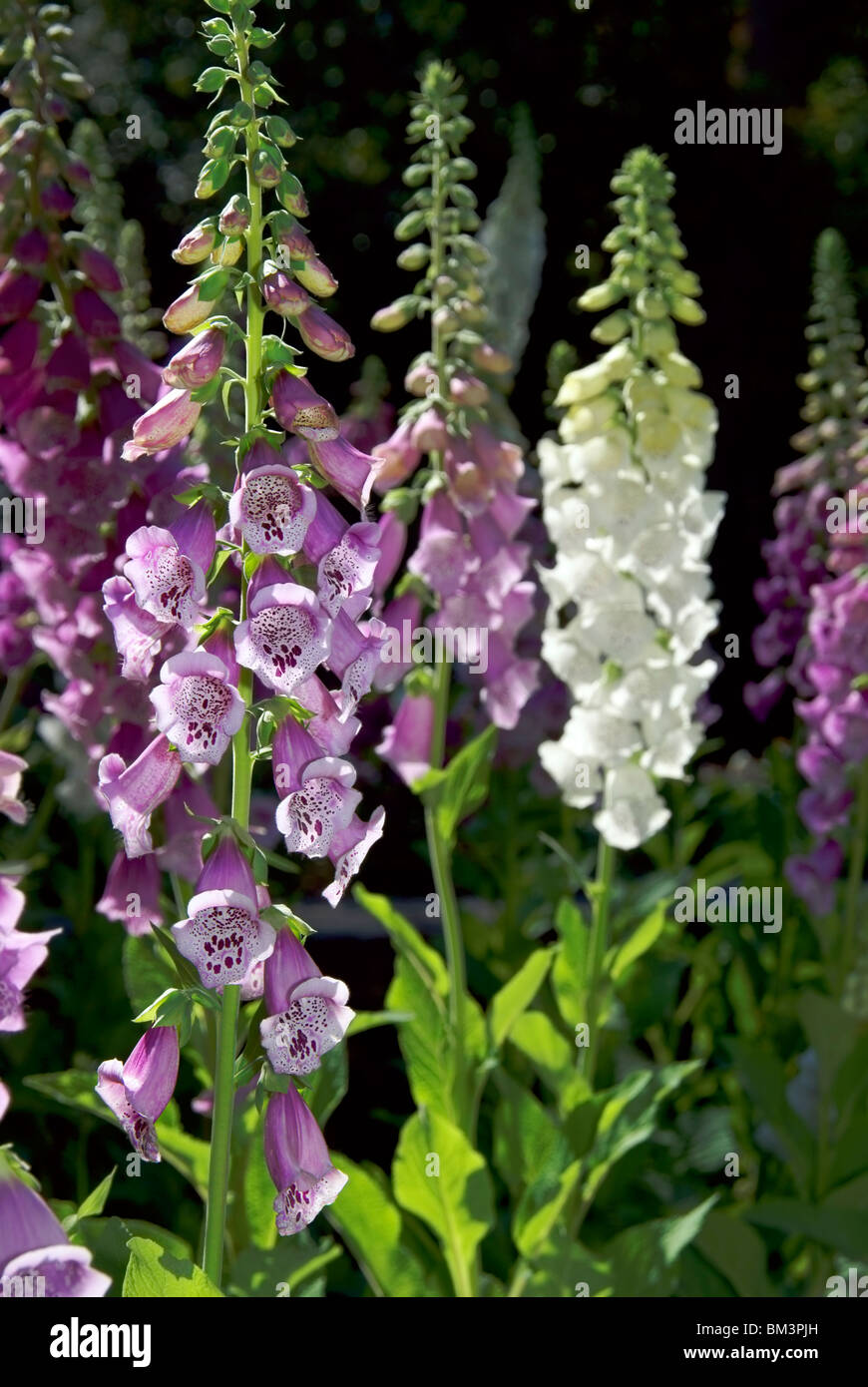 Foxgloves hi-res stock photography and images - Alamy