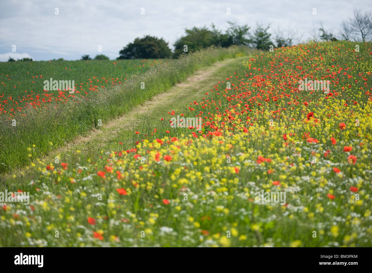 Path through field of summer flowers, Suffolk, UK Stock Photo - Alamy