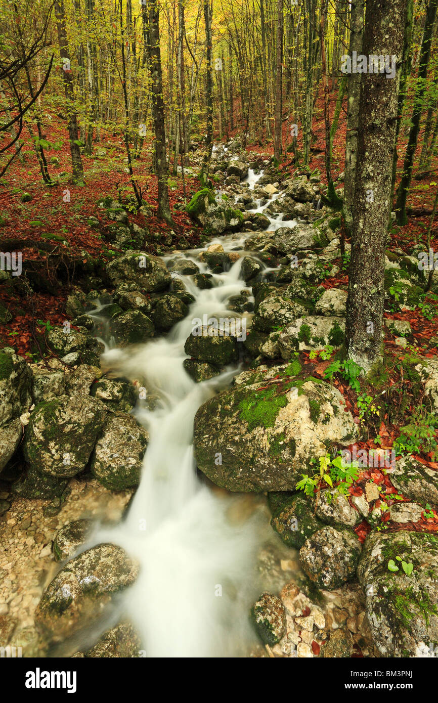 A stream flows through the forest in the Voje Valley near Stara Fuzina ...