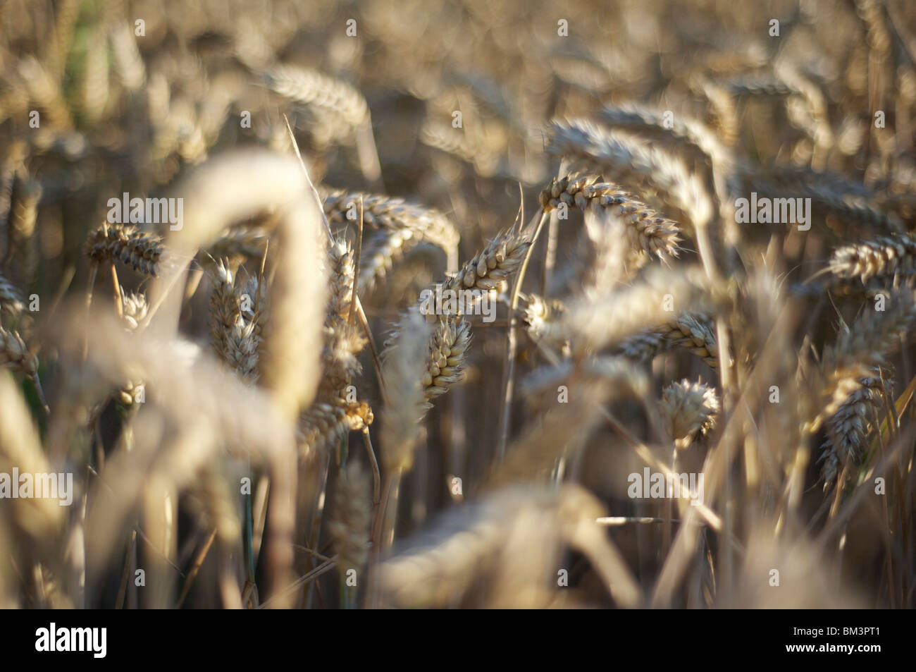 Summer wheatfield hi-res stock photography and images - Alamy