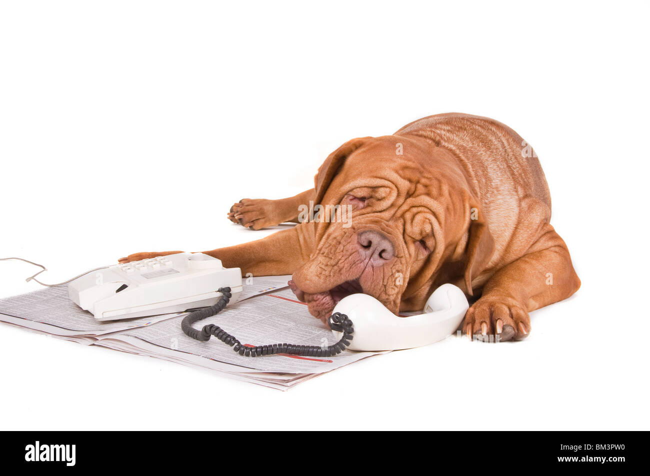 Dog arguing over a phone call on the newspaper ads Stock Photo - Alamy