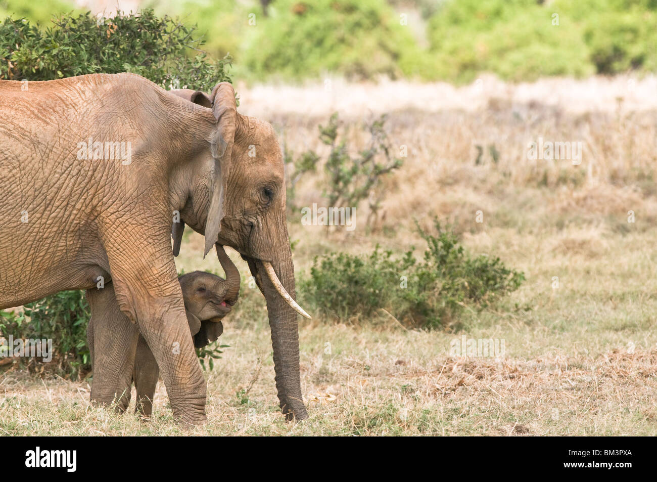African Elephant Touching High Resolution Stock Photography and Images ...