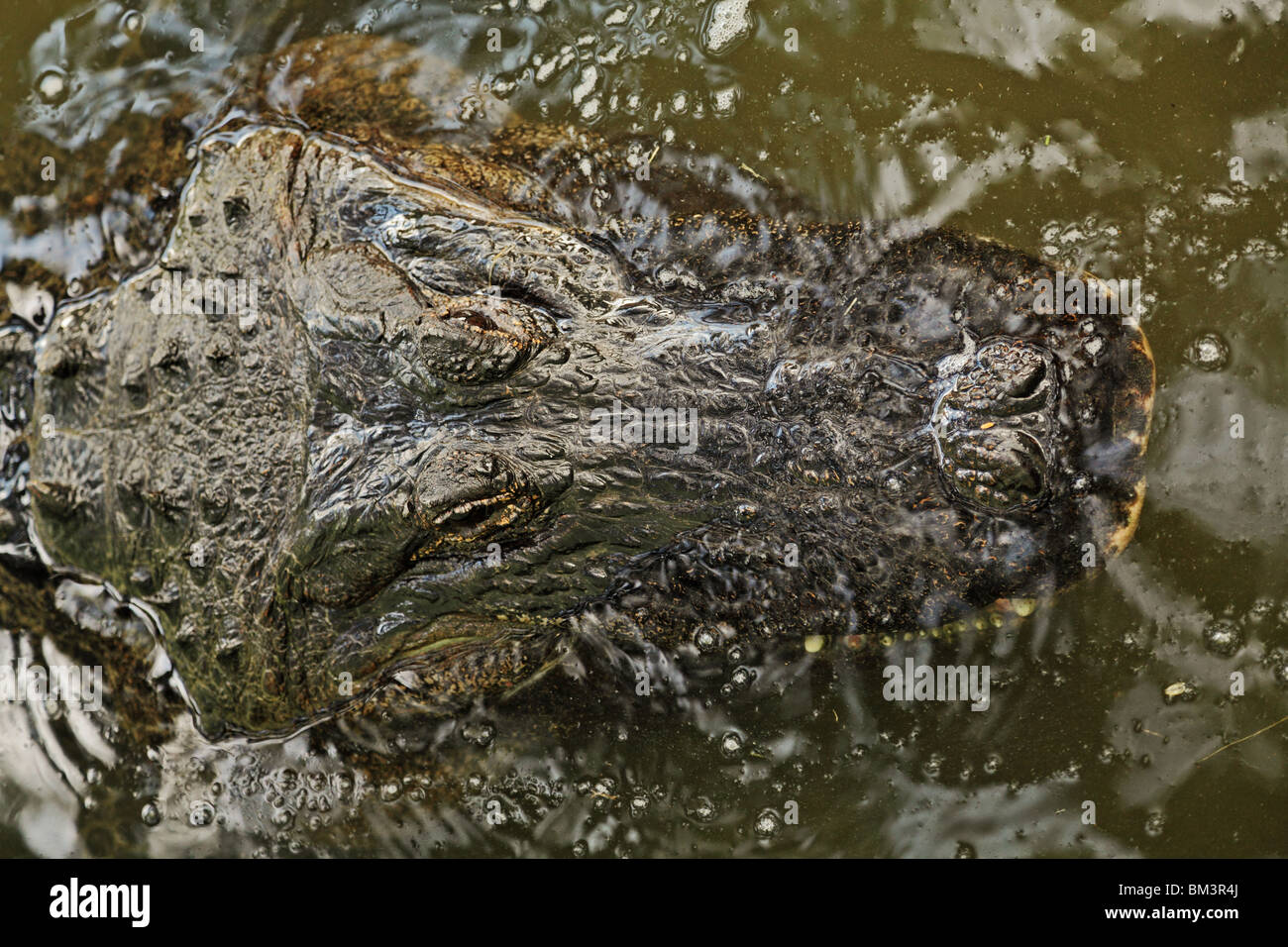 Alligator head hi-res stock photography and images - Alamy
