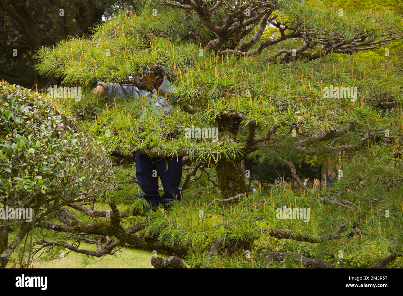 A Japanese gardener pruning his trees in Ise, Japan Stock Photo - Alamy