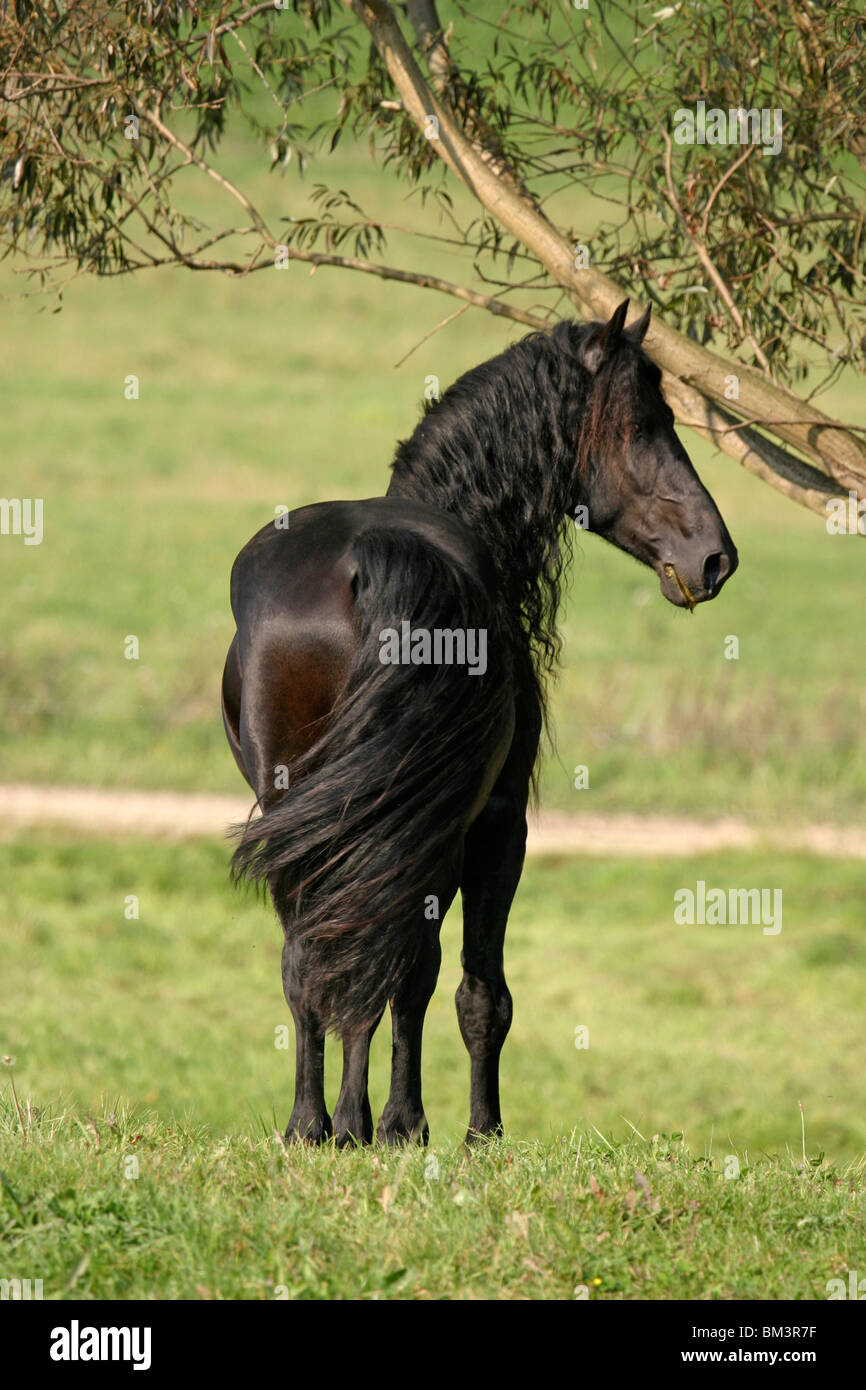 stehender Friese / standing friesian Stock Photo - Alamy
